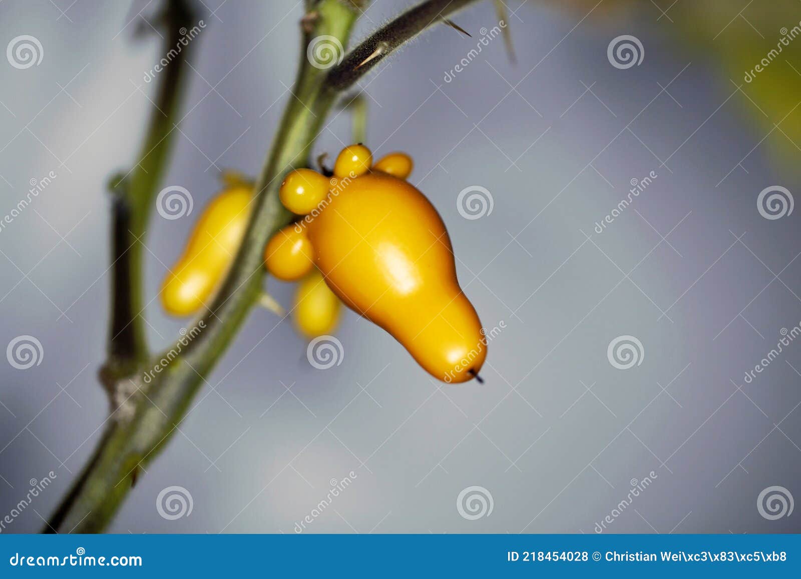 Fruit of Solanum mammosum stock photo. Image of luck - 218454028