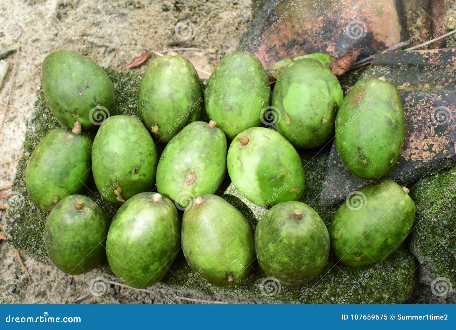 Kedondong stock image. Image of yummy, taste, fruit - 107659675