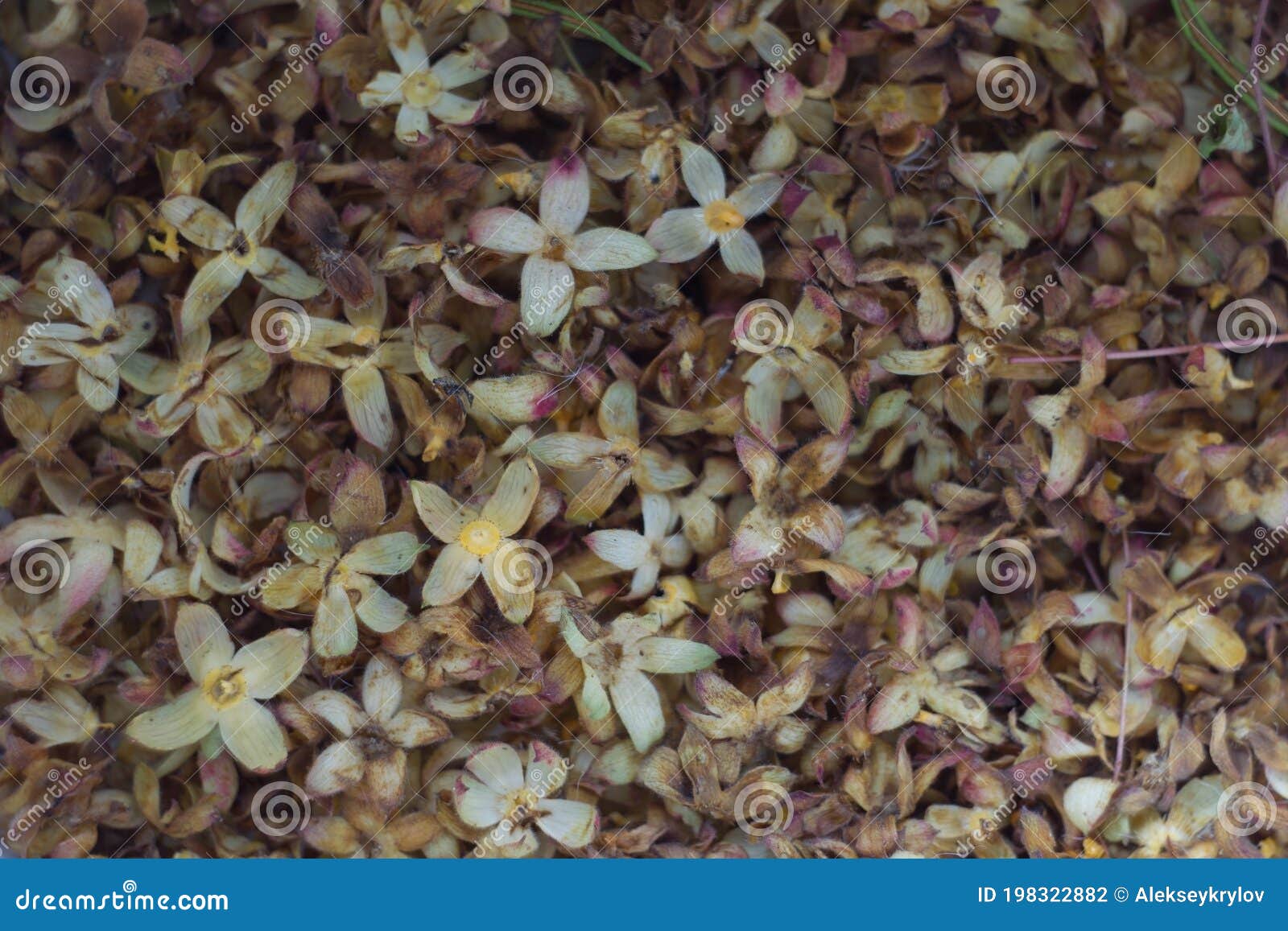 Fruit Stalks of Forest Marsh Berries Cloudberries, Background of ...