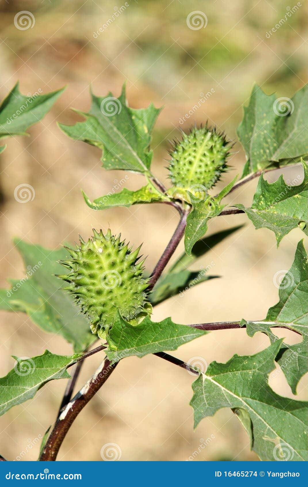 Fruit of stramonium stock photo. Image of datura, leaves - 16465274