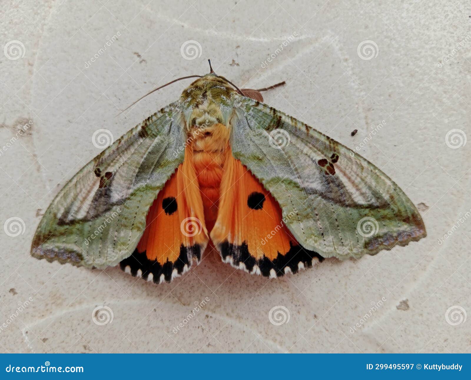 Fruit Sucking Moth Pest of Friut Stock Image - Image of fruit, pest ...