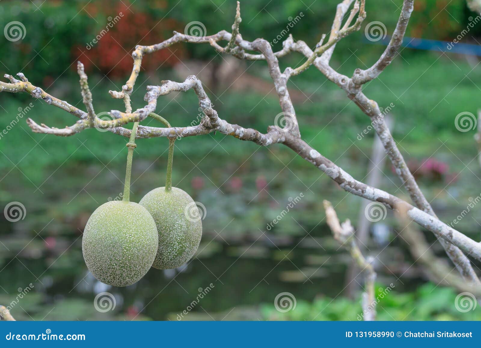 Suicide, Pong Pong Seed Or Alstonia Scholaris Or Apocynaceae, On White ...