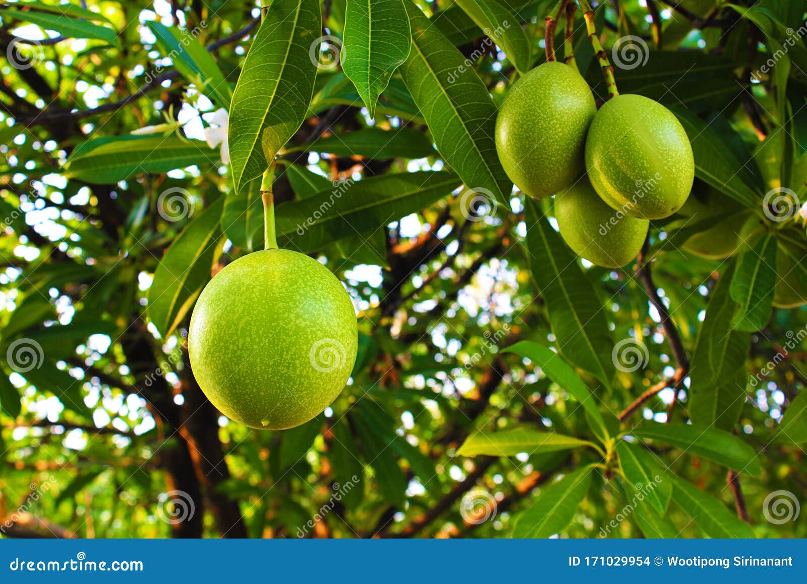Fruit of Suicide Tree or Pong-pong or Othalanga Stock Photo - Image of ...