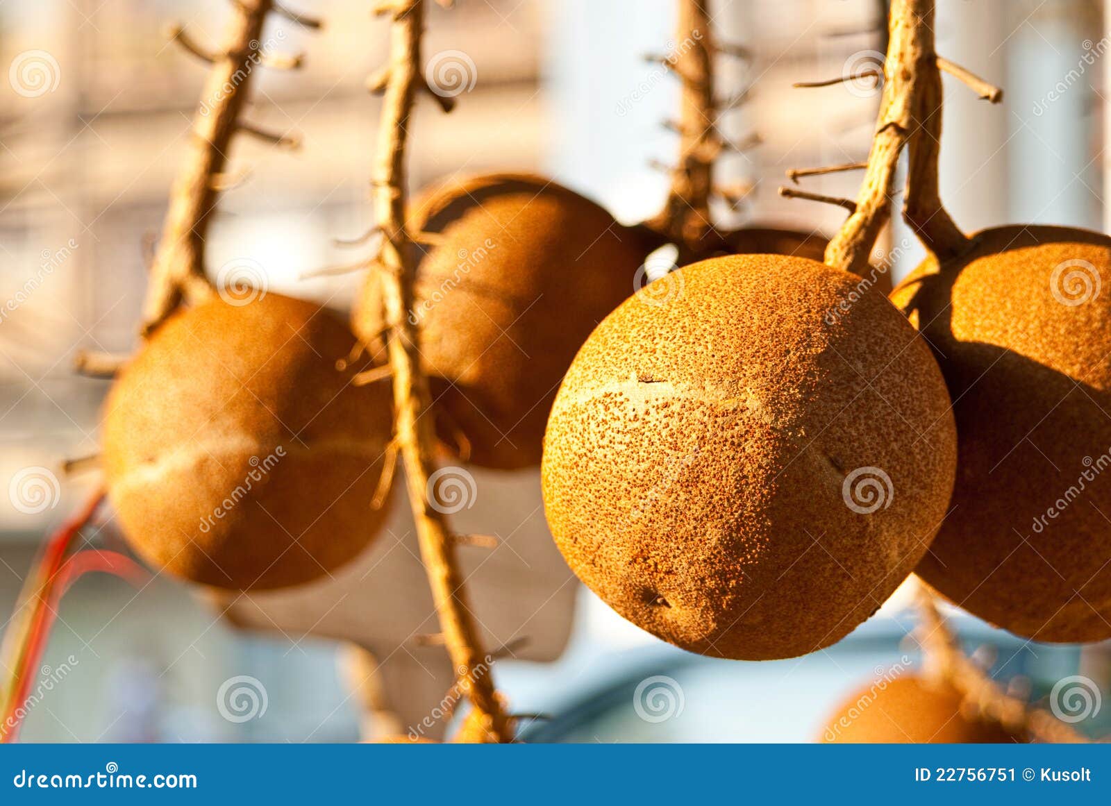 Fruit in sunlight stock image. Image of scene, branch - 22756751
