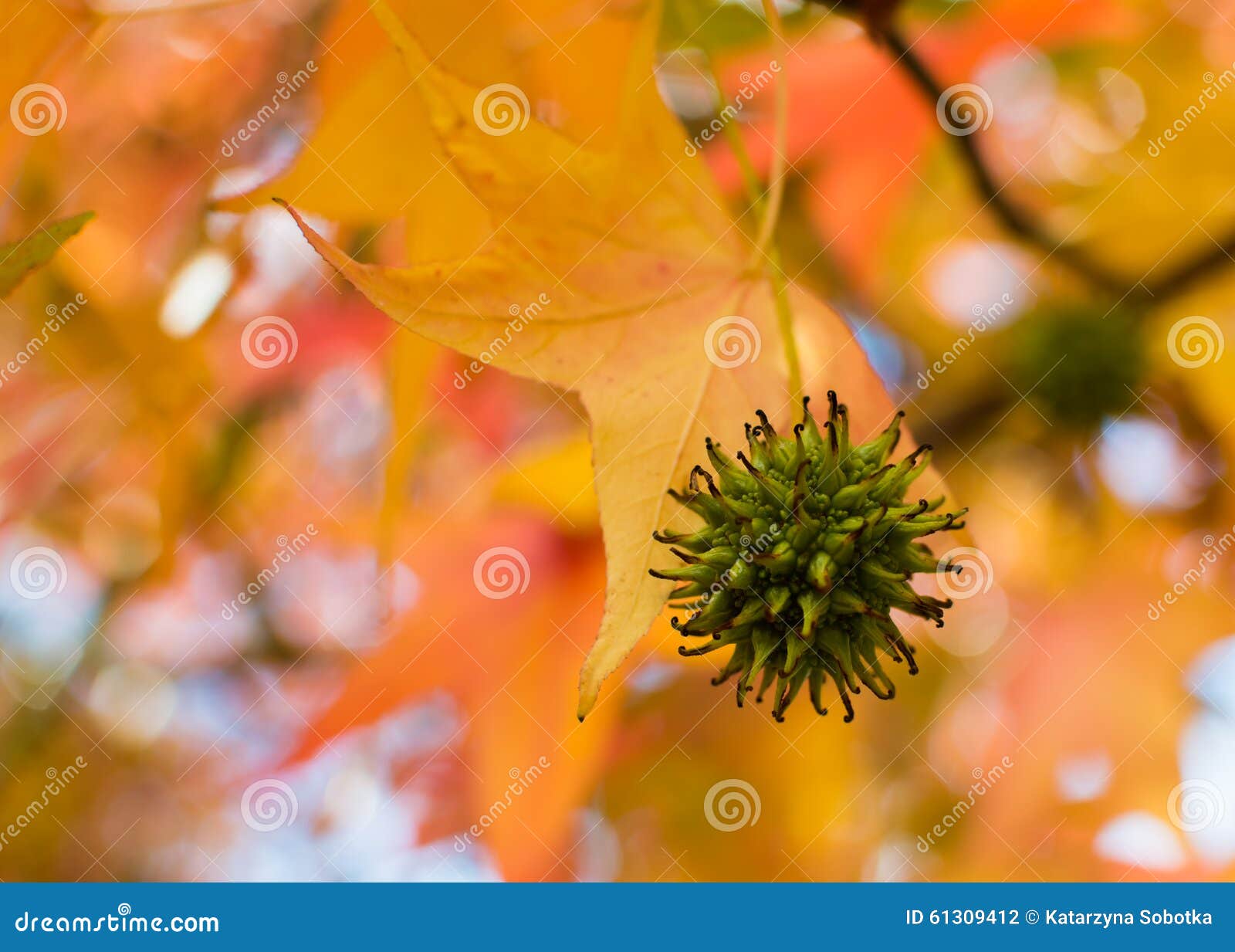 Fruit of the Sweet Gum Tree Stock Photo - Image of natural, beauty ...