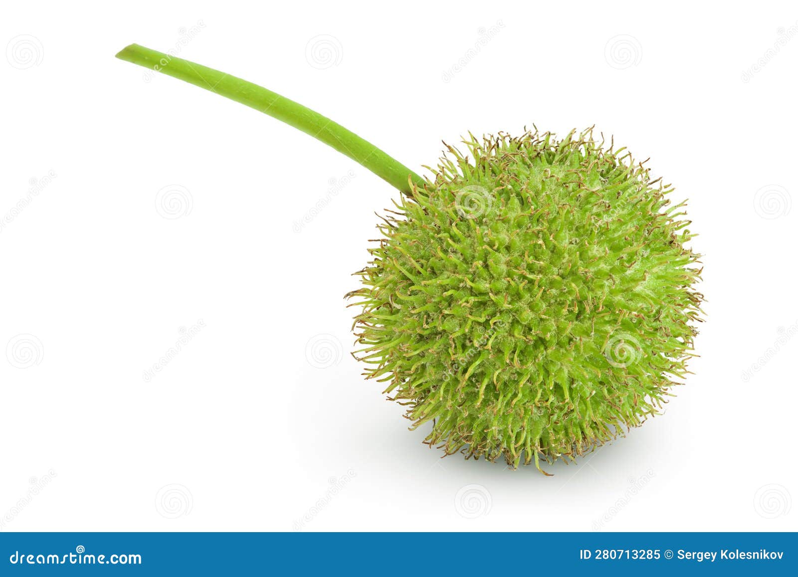 Fruit of Sycamore Plane Tree Isolated on White Bacground with Full ...