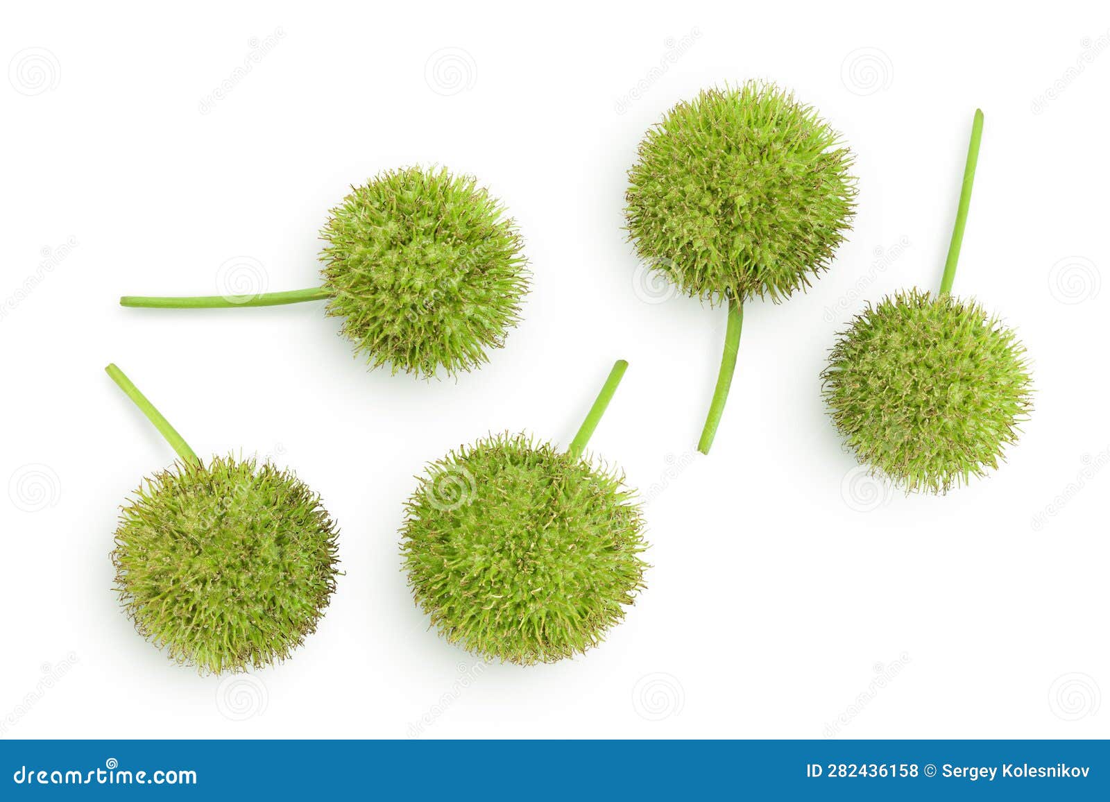 Fruit of Sycamore Plane Tree Isolated on White Bacground. Top View ...