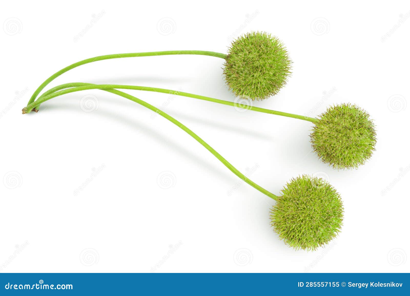 Fruit of Sycamore Plane Tree Isolated on White Bacground. Top View ...
