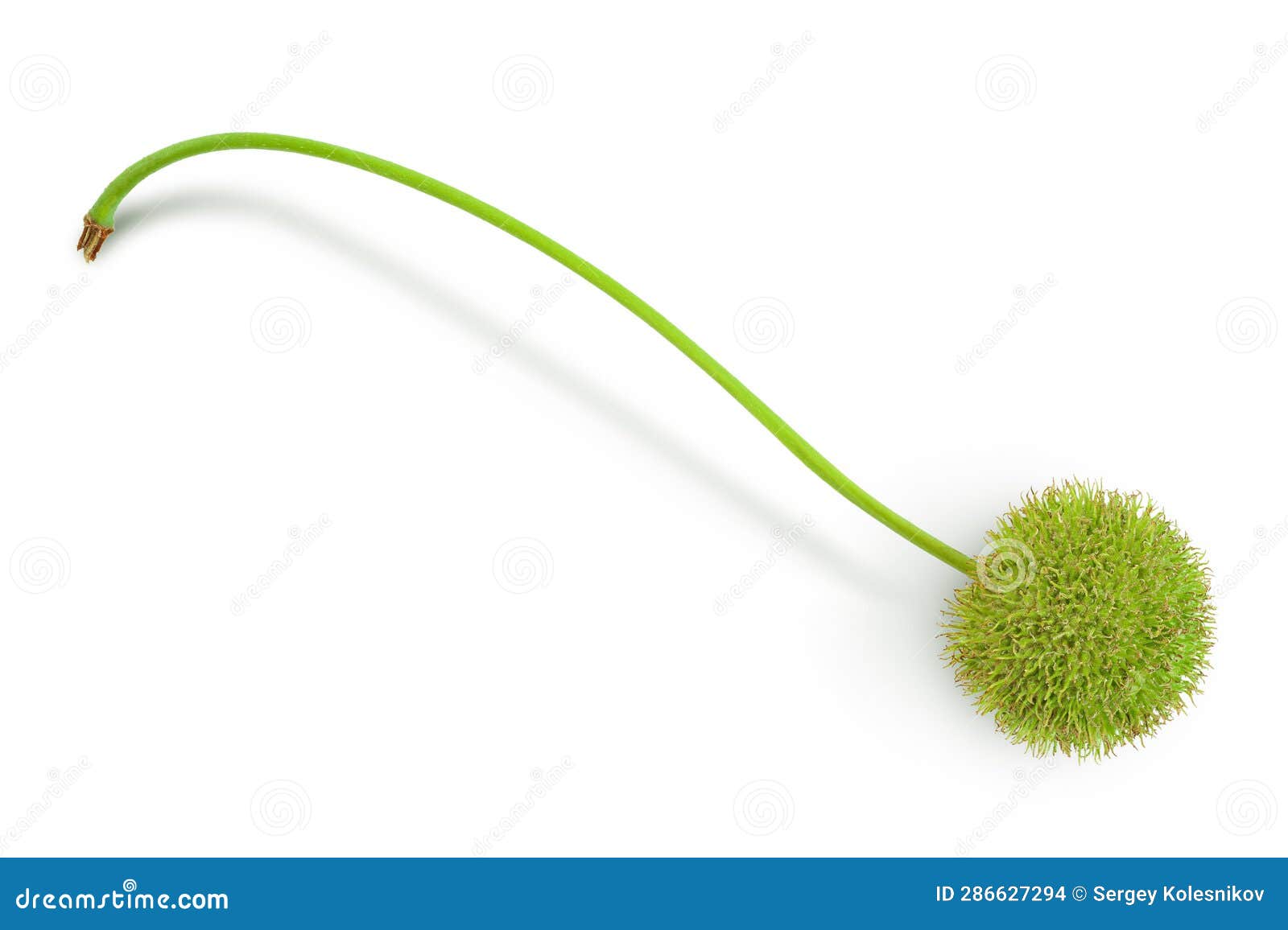 Fruit of Sycamore Plane Tree Isolated on White Bacground. Top View ...