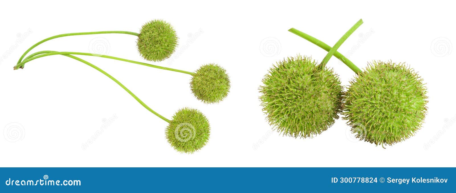 Fruit of Sycamore Plane Tree Isolated on White Background. Top View ...