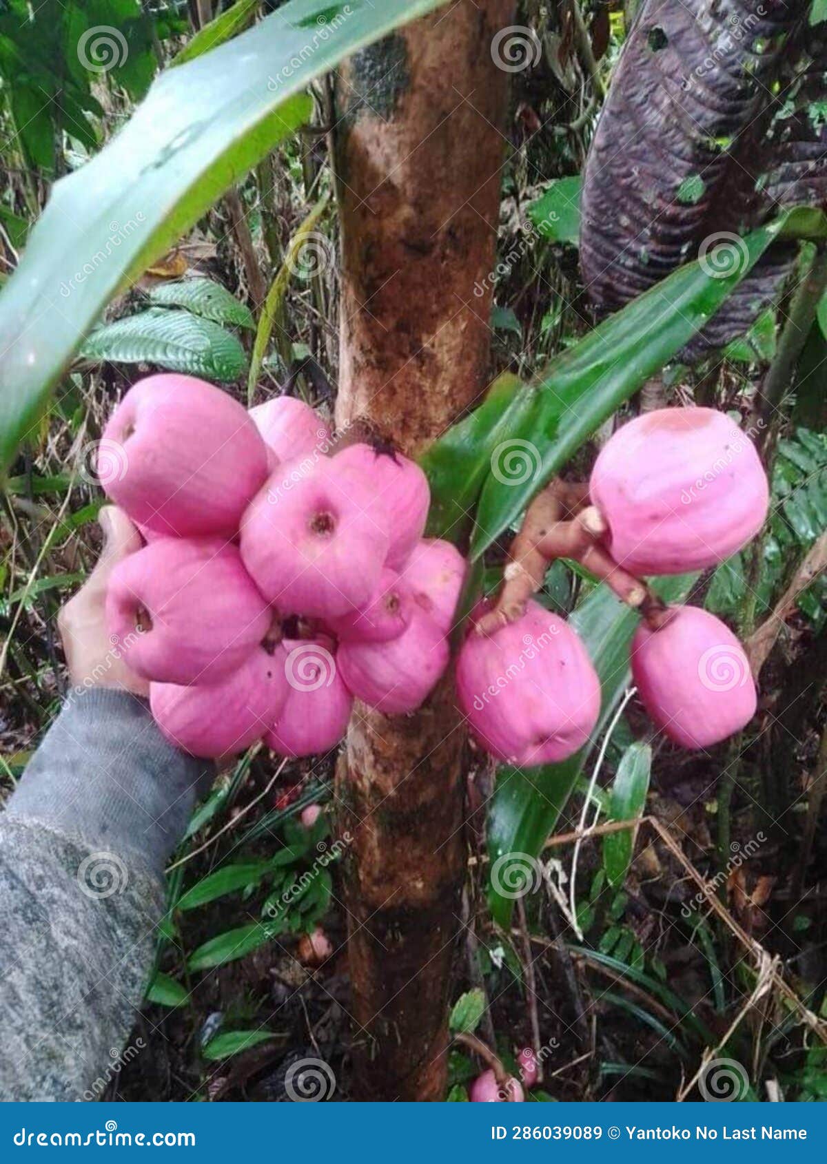 The Fruit of Syzygium Jiewhoei Ripens on a Tree in the Forest Stock ...