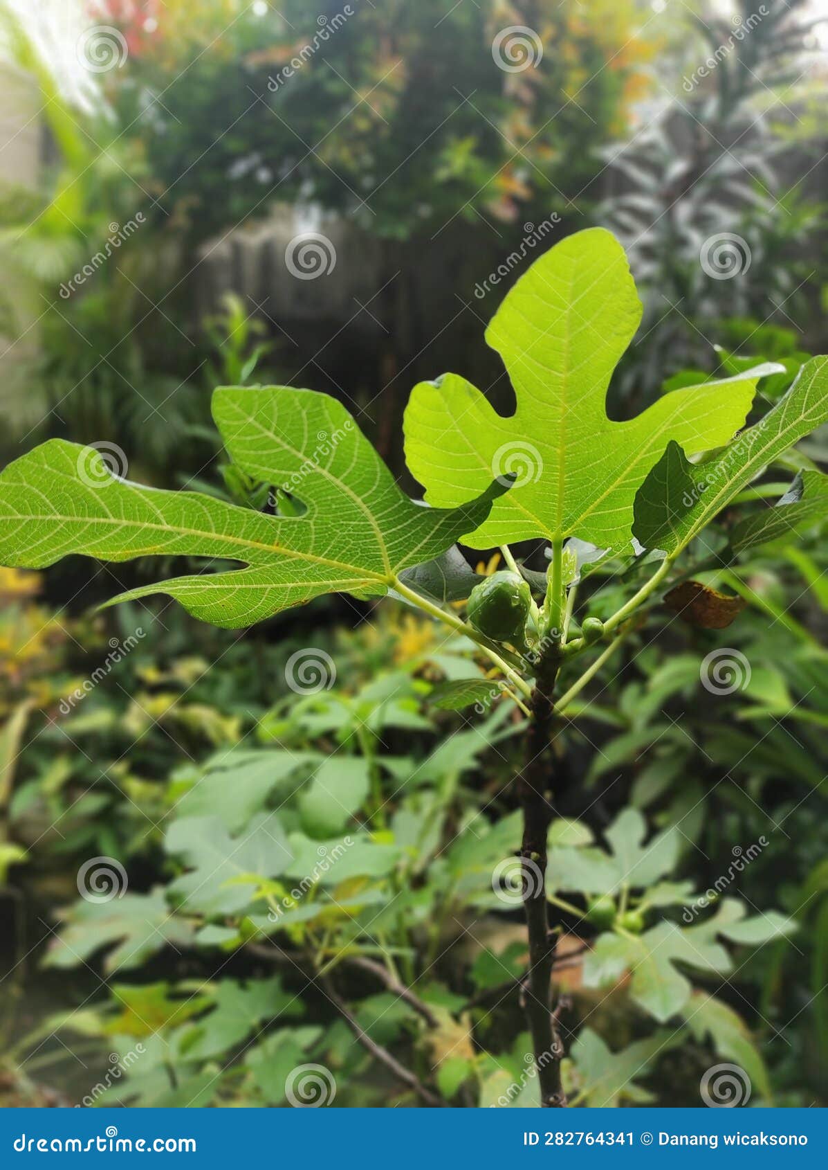 Fruit tin in the garden stock image. Image of green - 282764341