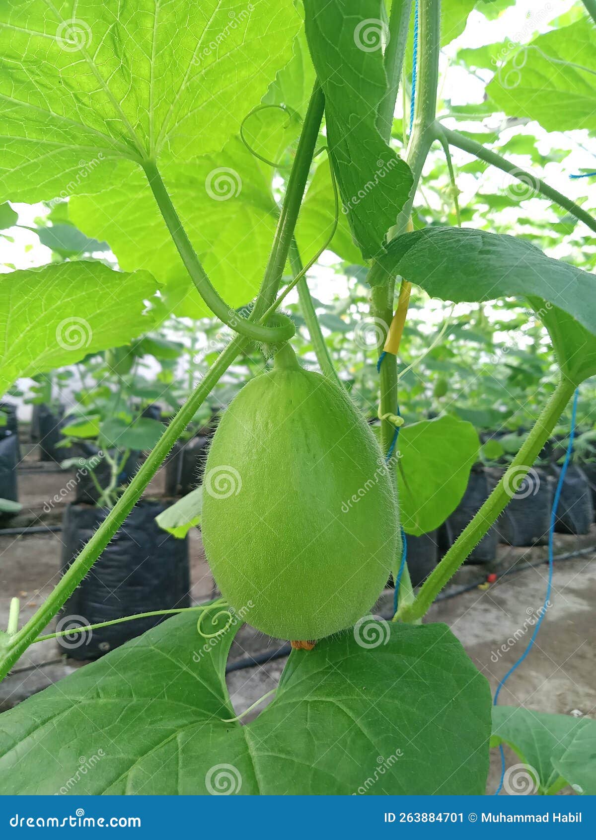 Fruit to maturity stock image. Image of little, hydroponics - 263884701