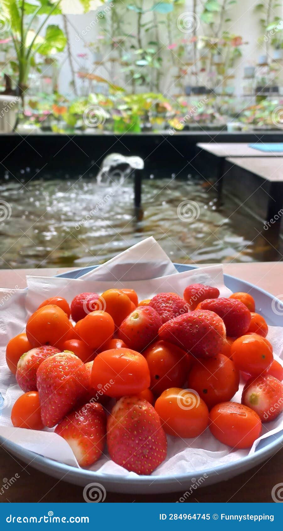 Fruit Tomato Strawberry in the Morning in Front of Fish Pond Stock ...