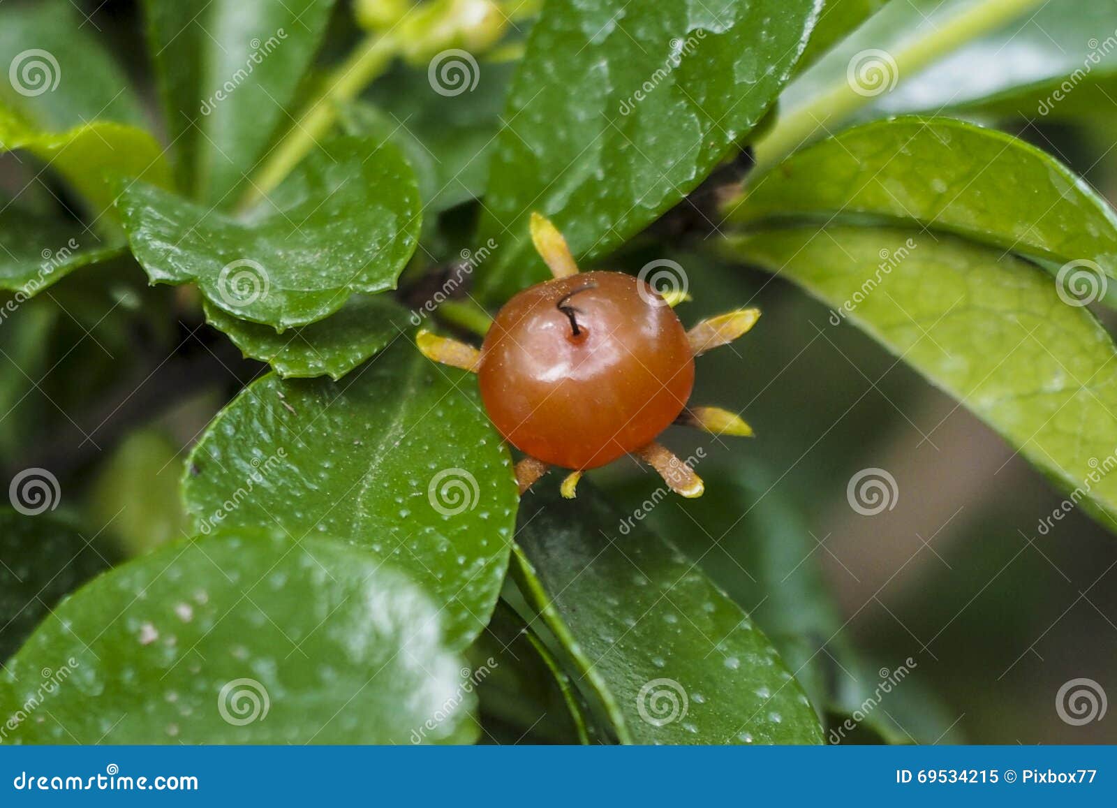 Fruit Tooth Brush Tree Stock Photos - Free & Royalty-Free Stock Photos ...