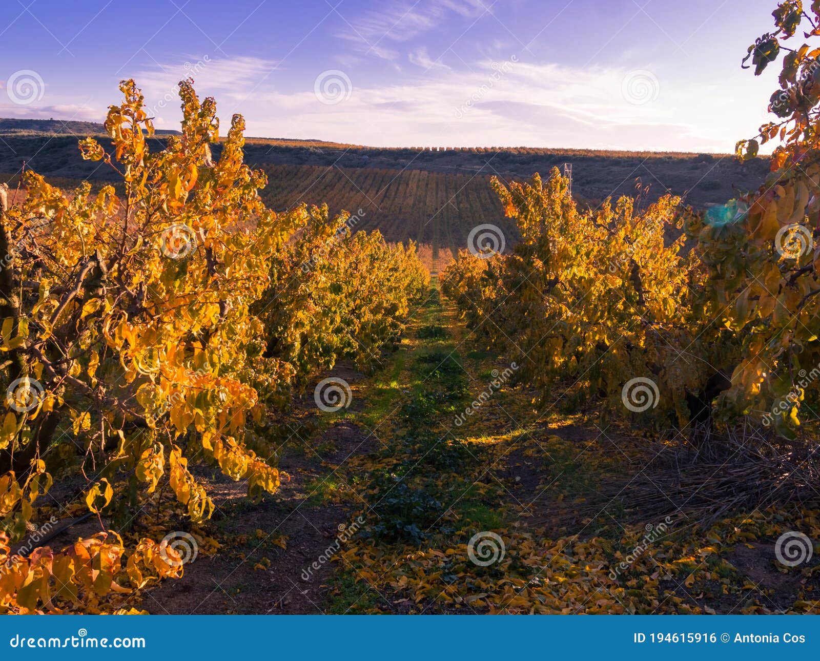 Fruit tree in autumn stock photo. Image of light, glow - 194615916