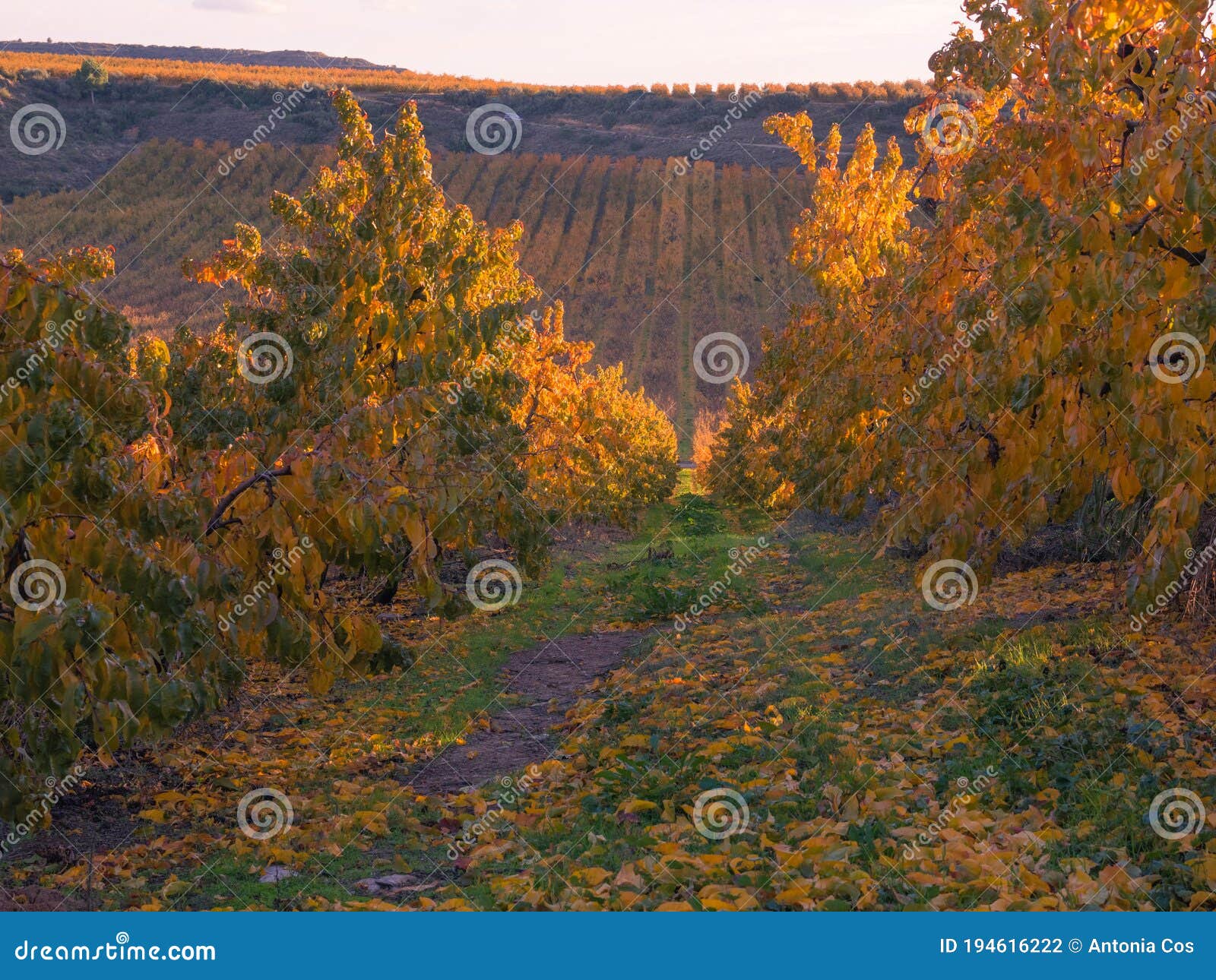 Fruit tree in autumn stock photo. Image of changing - 194616222