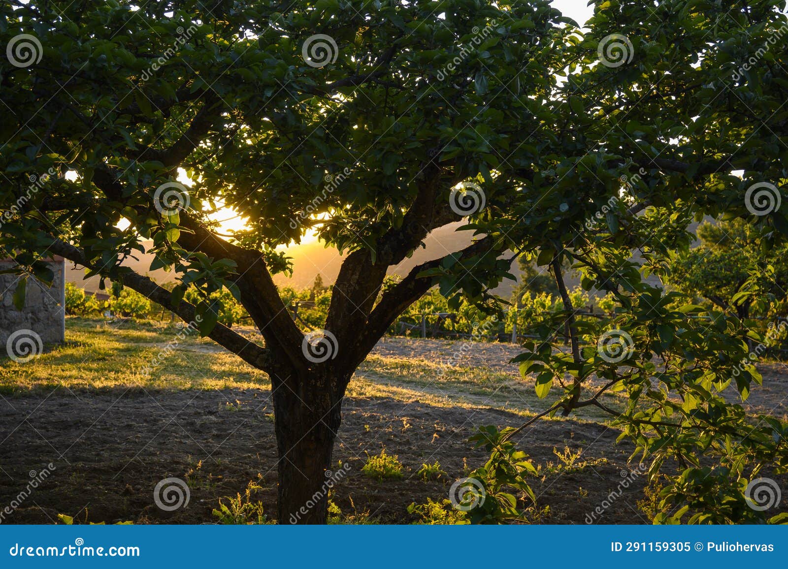 Fruit Tree Backlit at Sunset with Orange Light Horizontally Stock Image ...