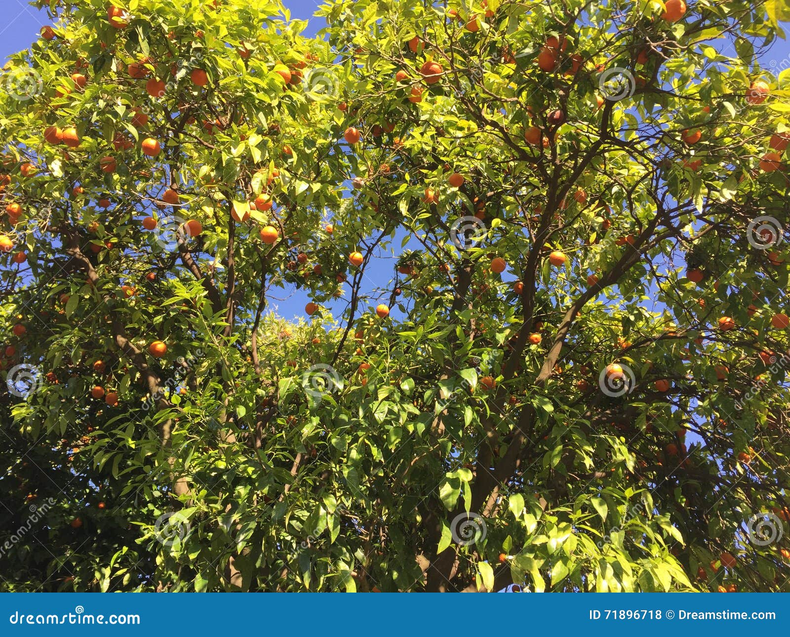Fruit tree stock photo. Image of sommer, tree, spain - 71896718