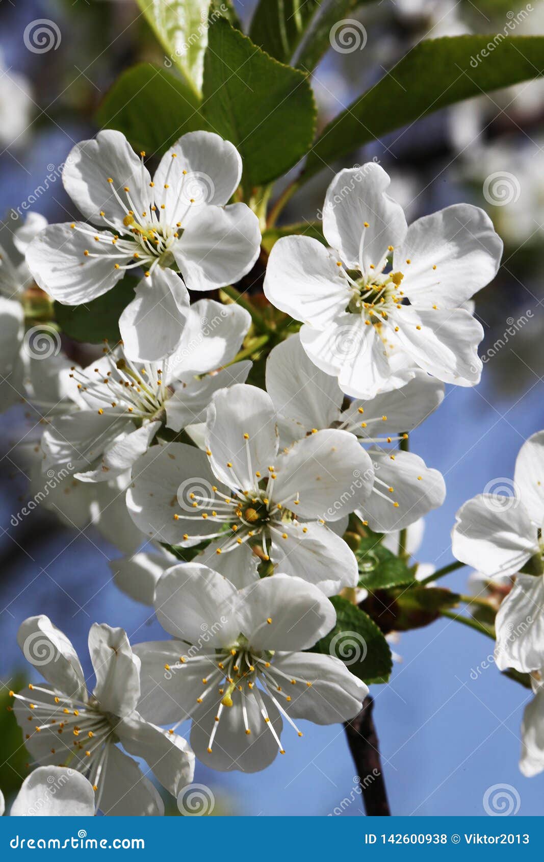 Fruit tree blooming stock photo. Image of bright, beautiful - 142600938