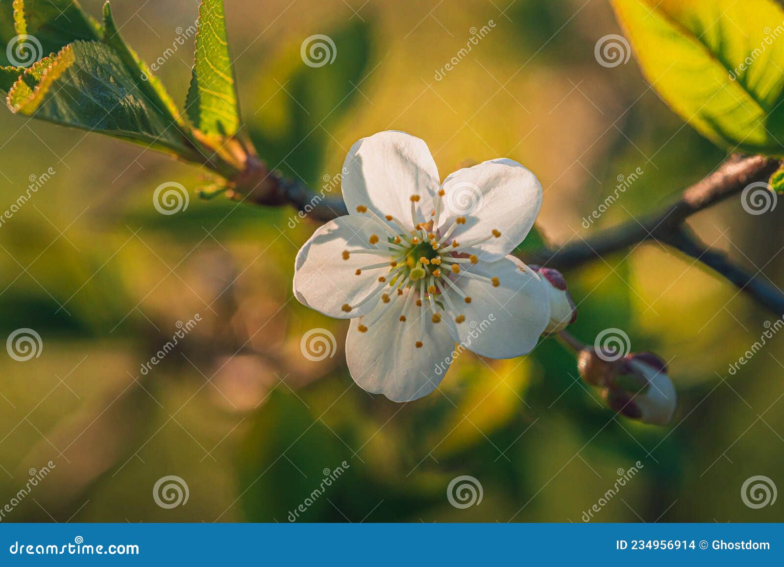 Fruit tree blooming stock photo. Image of beauty, apple - 234956914