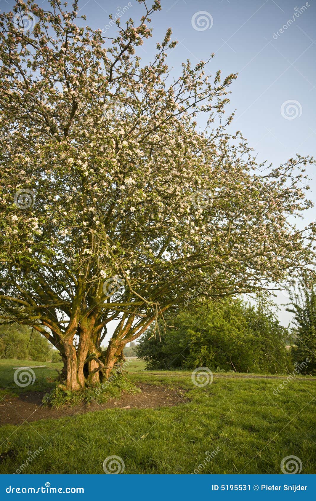 Fruit tree with blossom stock image. Image of spring, grass - 5195531