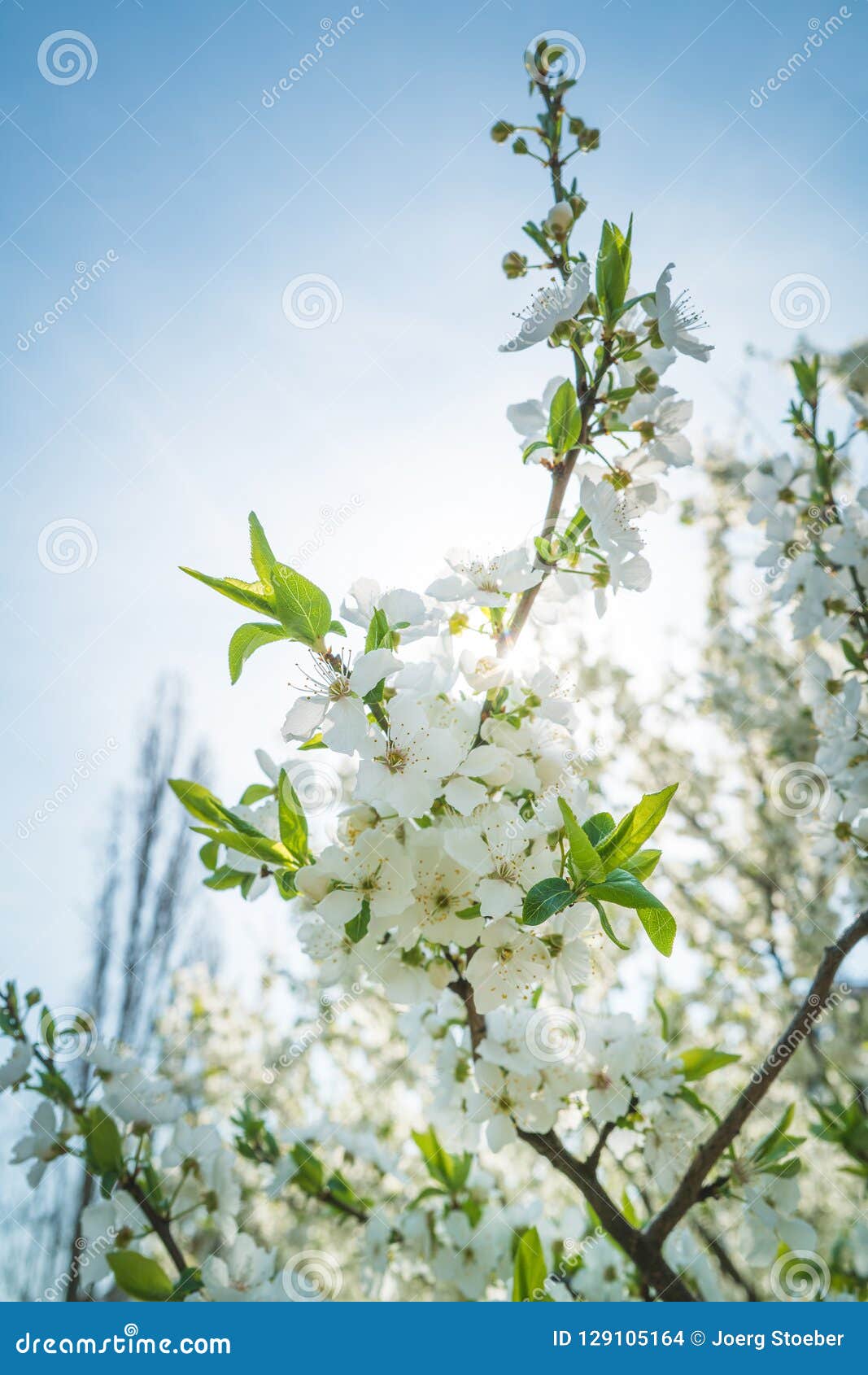 Fruit tree blossom stock photo. Image of beauty, blooms - 129105164