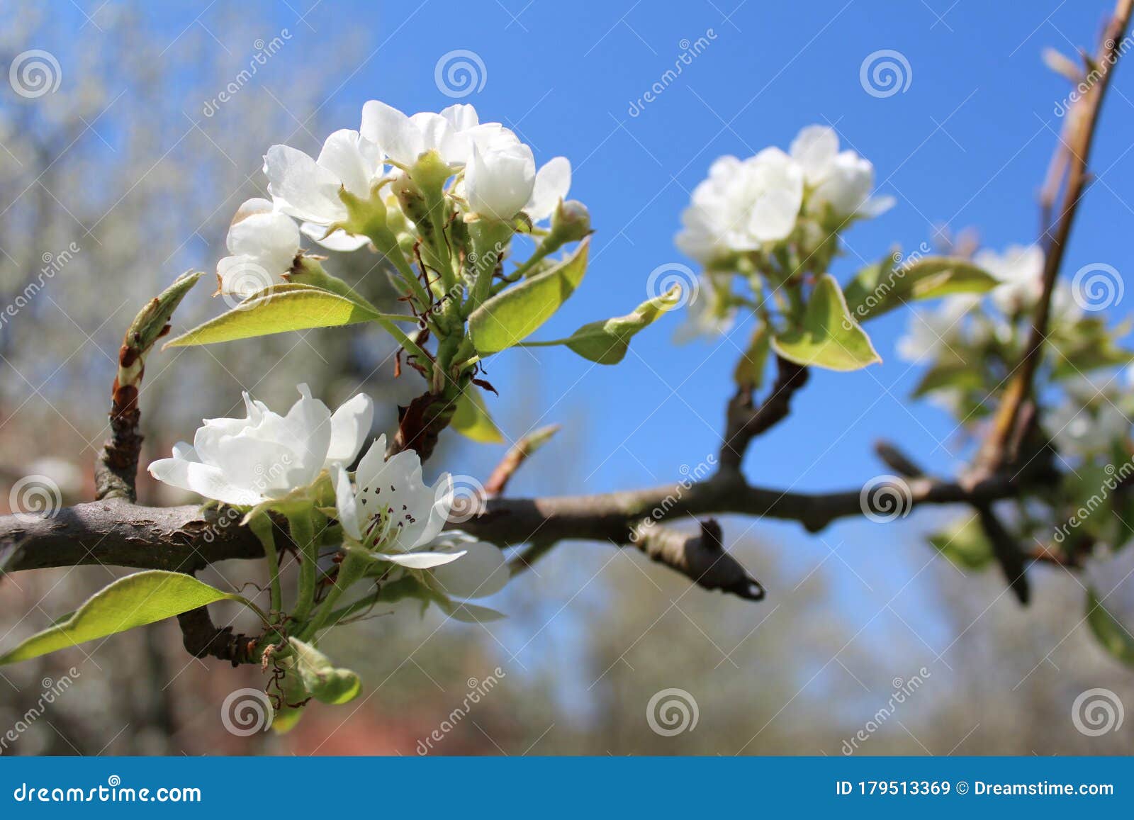 Fruit Tree, Blossom of Pear Tree, Stock Image - Image of garden, branch ...