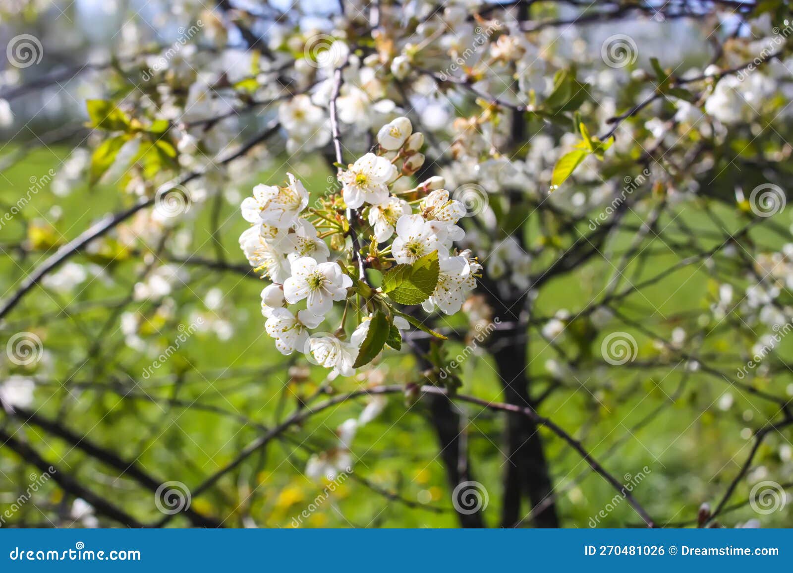Fruit Tree Blossom in Spring Park Stock Photo - Image of nature, macro ...