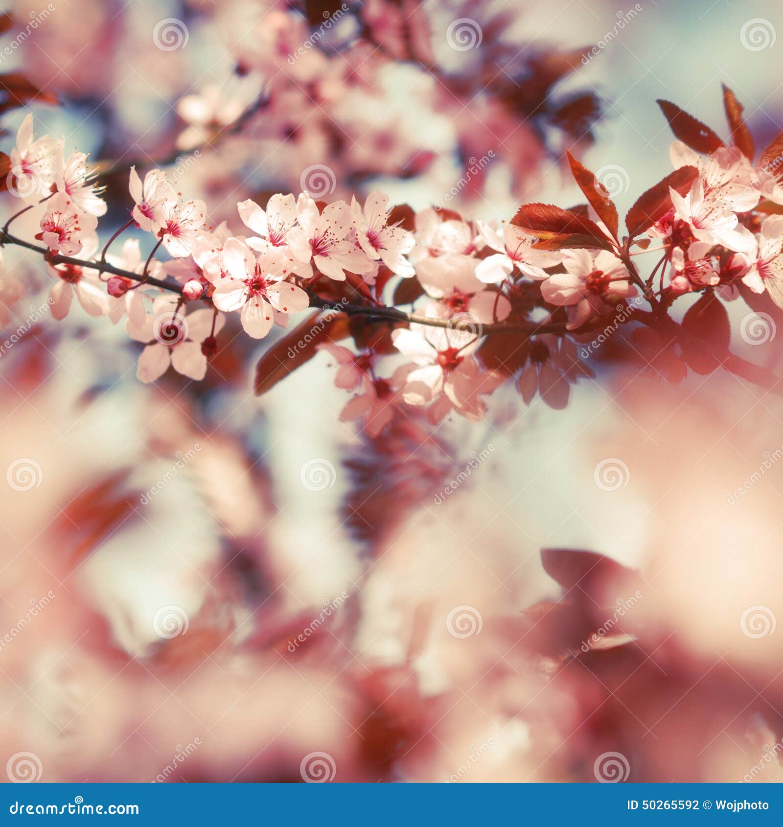 Fruit Tree Blossoms in Early Spring Season Stock Photo - Image of fresh ...