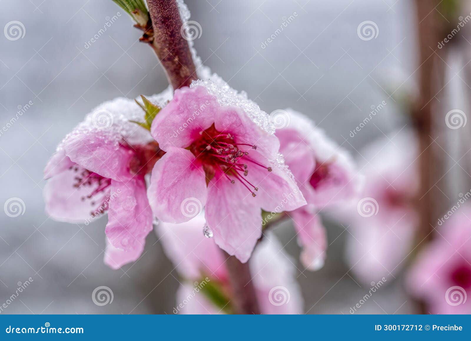 Fruit Tree Blossoms Frozen in the Snow Stock Photo - Image of frost ...