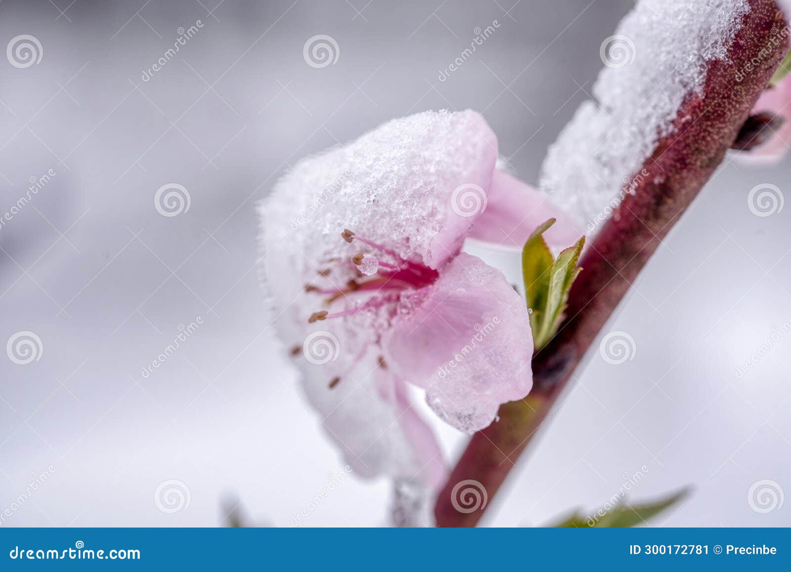 Fruit Tree Blossoms Frozen in the Snow Stock Image - Image of frost ...