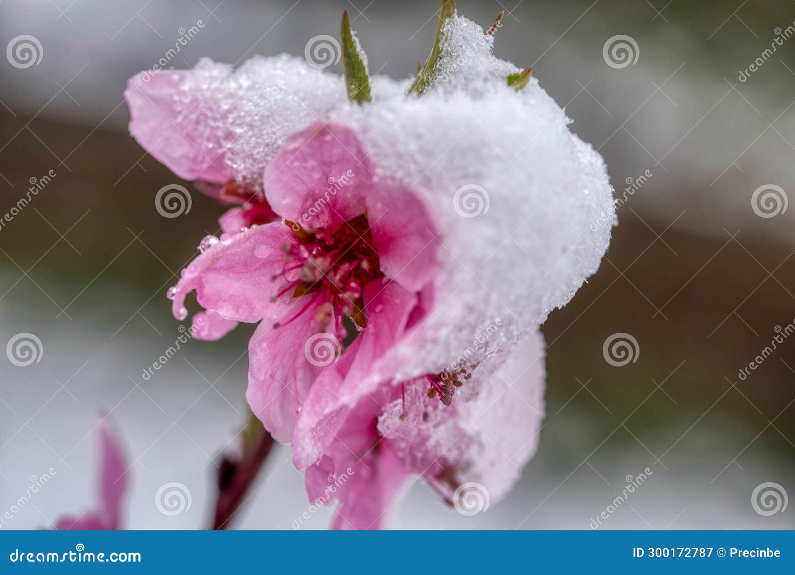 Fruit Tree Blossoms Frozen in the Snow Stock Image - Image of ...