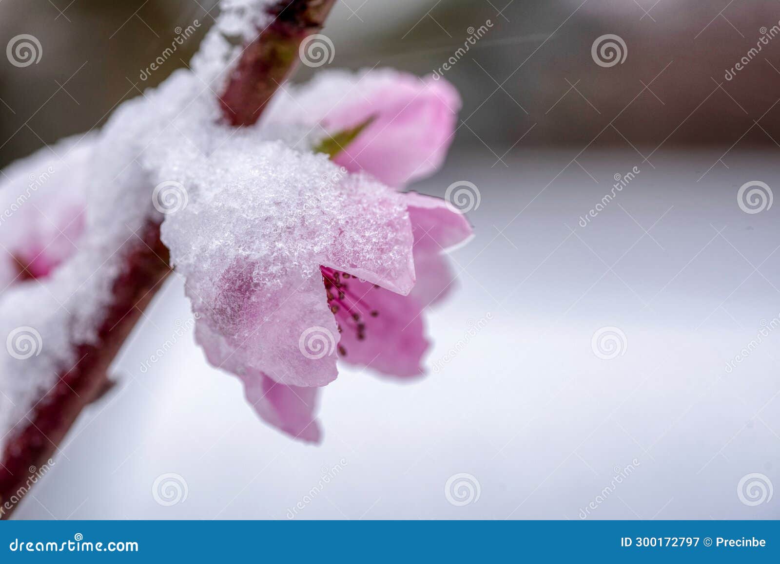 Fruit Tree Blossoms Frozen in the Snow Stock Image - Image of rural ...