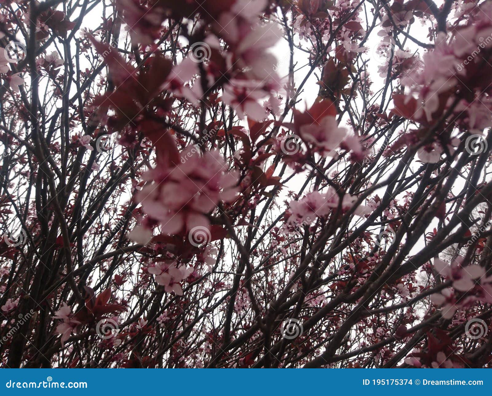 Fruit Tree Blossoms in Spring Stock Photo - Image of food, winter ...