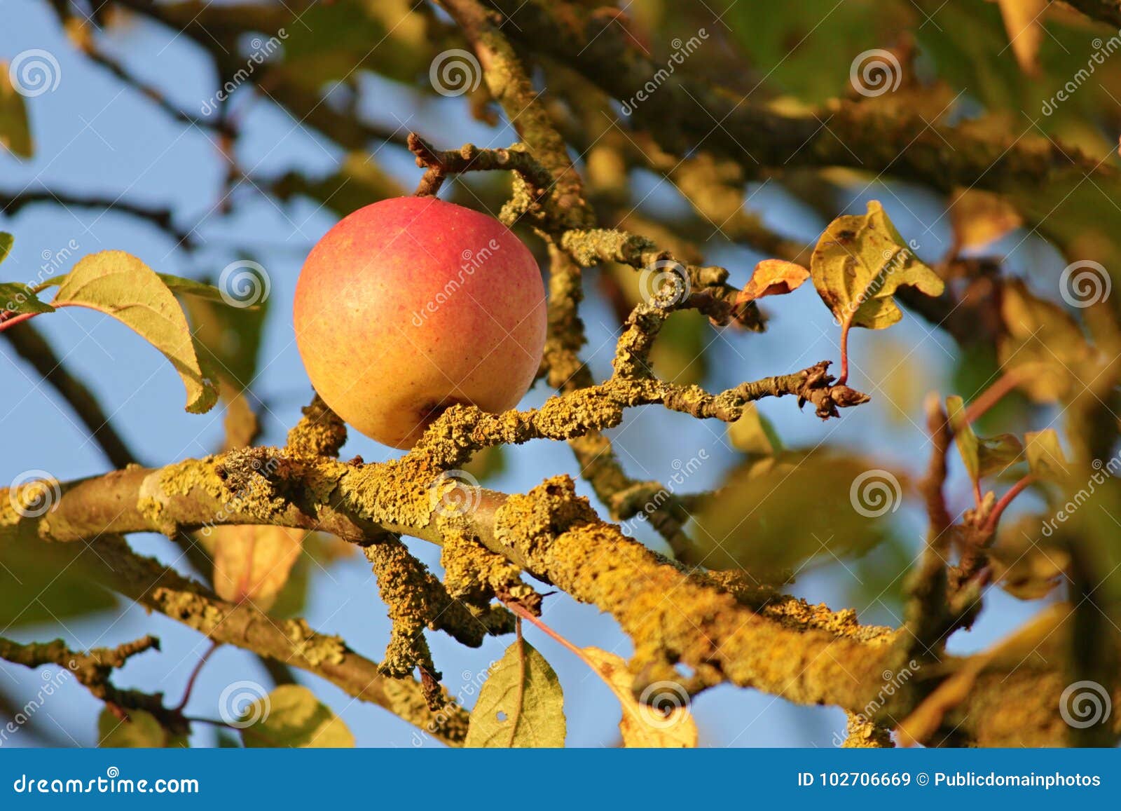 Fruit Tree, Fruit, Branch, Tree Picture. Image: 102706669