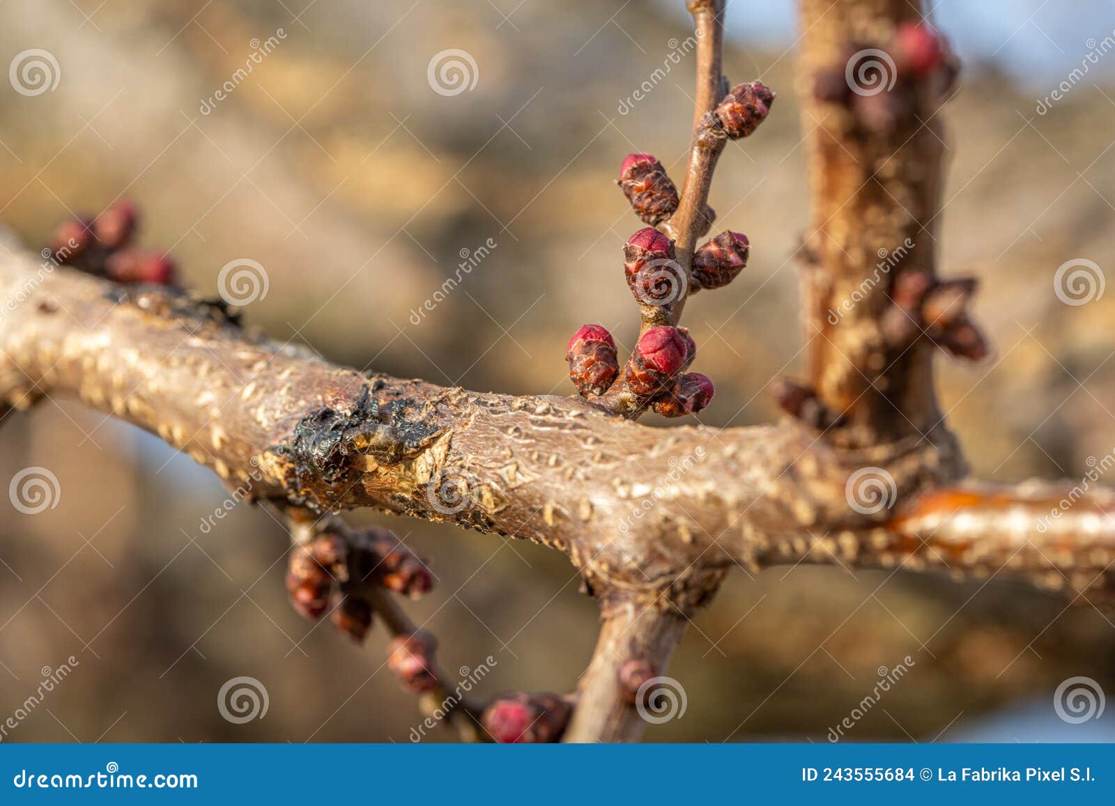 Fruit tree bud stock photo. Image of background, plant - 243555684