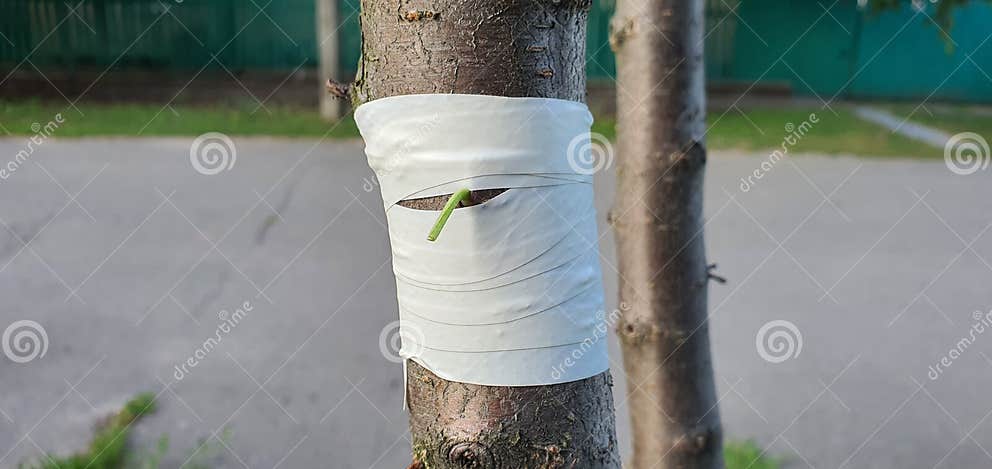 Fruit Tree Budding. the Incision is Carefully Wrapped with Tape Both ...