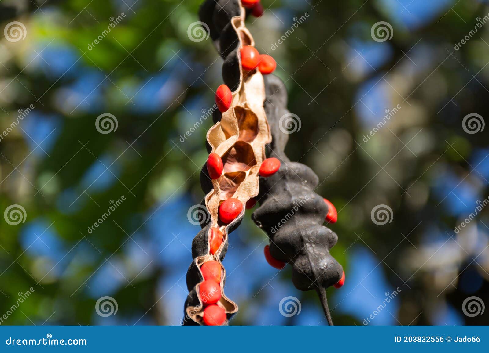 Fruit Tree Erythrina Corallodendron or Chocho Tree Stock Photo - Image ...