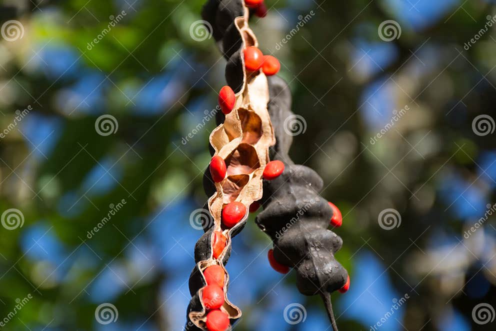 Fruit Tree Erythrina Corallodendron or Chocho Tree Stock Photo - Image ...