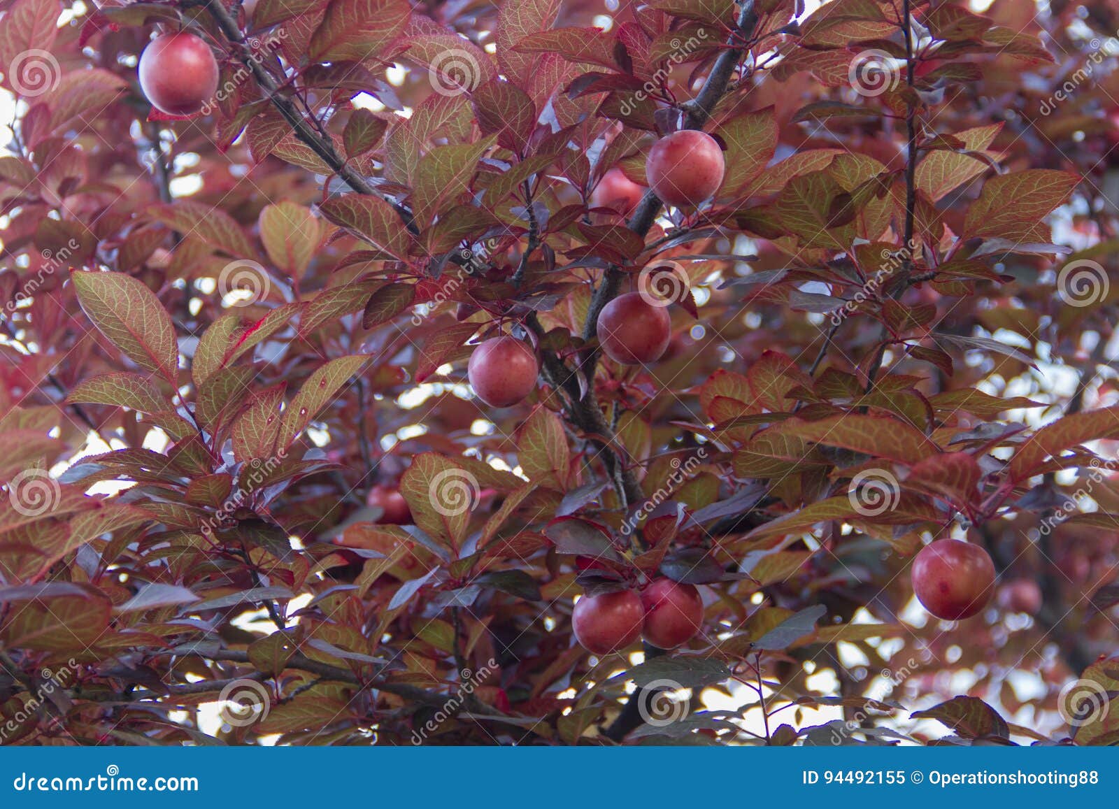 Fruit is on the tree. stock image. Image of nature, green - 94492155
