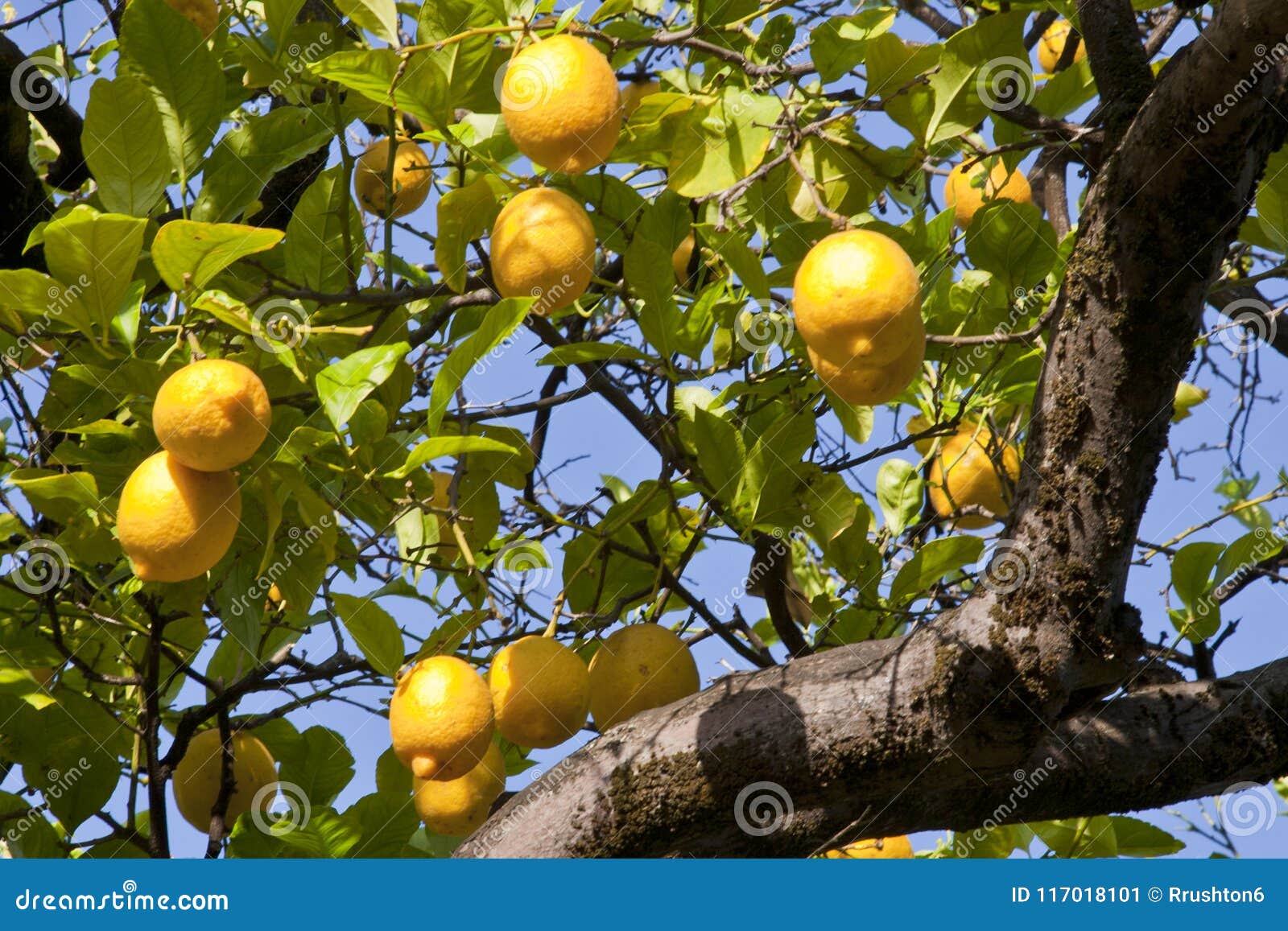 Yellow lemon tree stock image. Image of agriculture - 117018101