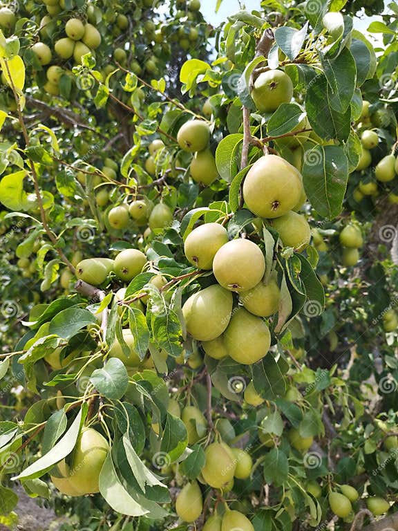 Fruit Tree Full of Fruits, Pear Tree with Pears Stock Image - Image of ...