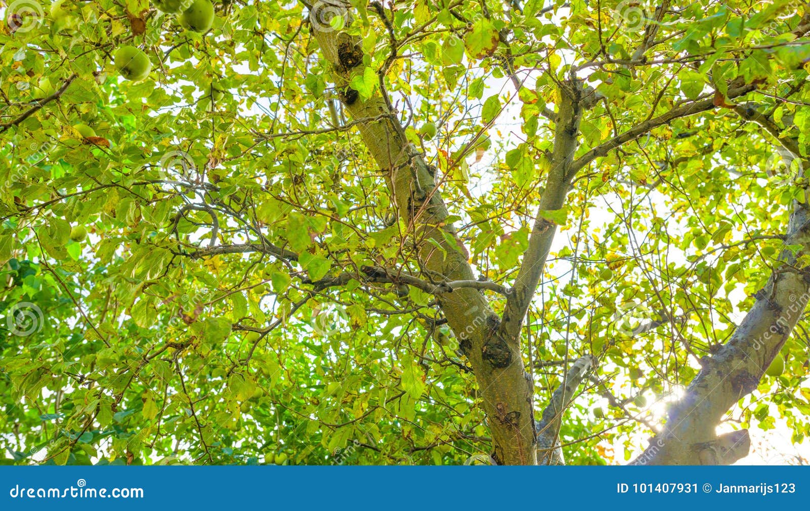 Fruit Tree in a Garden in Sunlight Stock Image - Image of garden, quiet ...