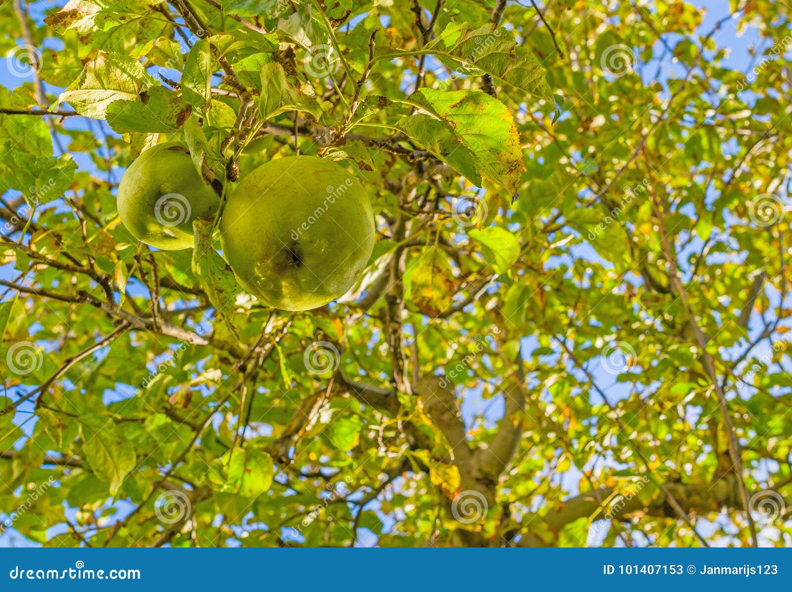 Fruit Tree in a Garden in Sunlight Stock Image - Image of perspective ...