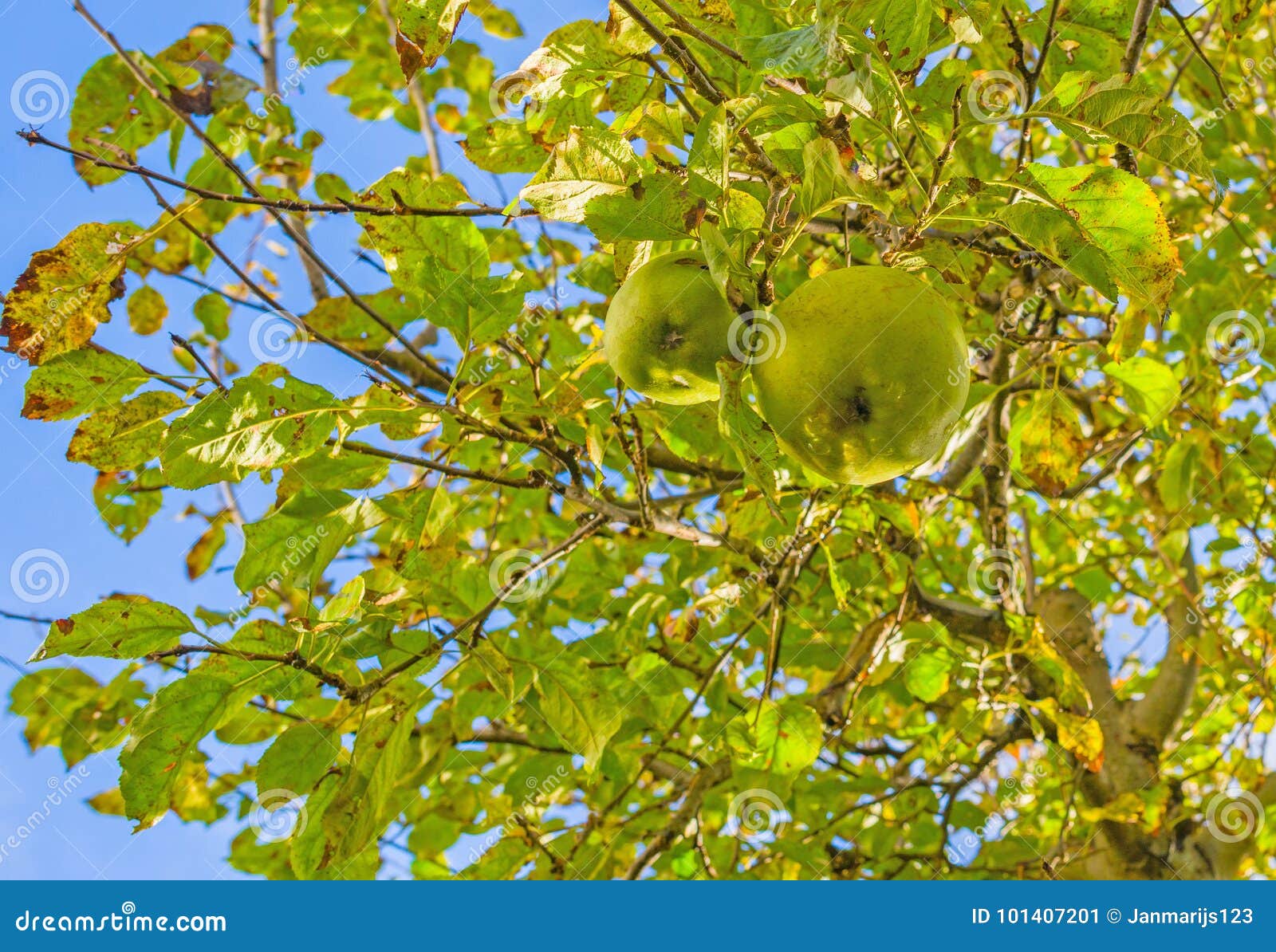 Fruit Tree in a Garden in Sunlight Stock Image - Image of green, garden ...