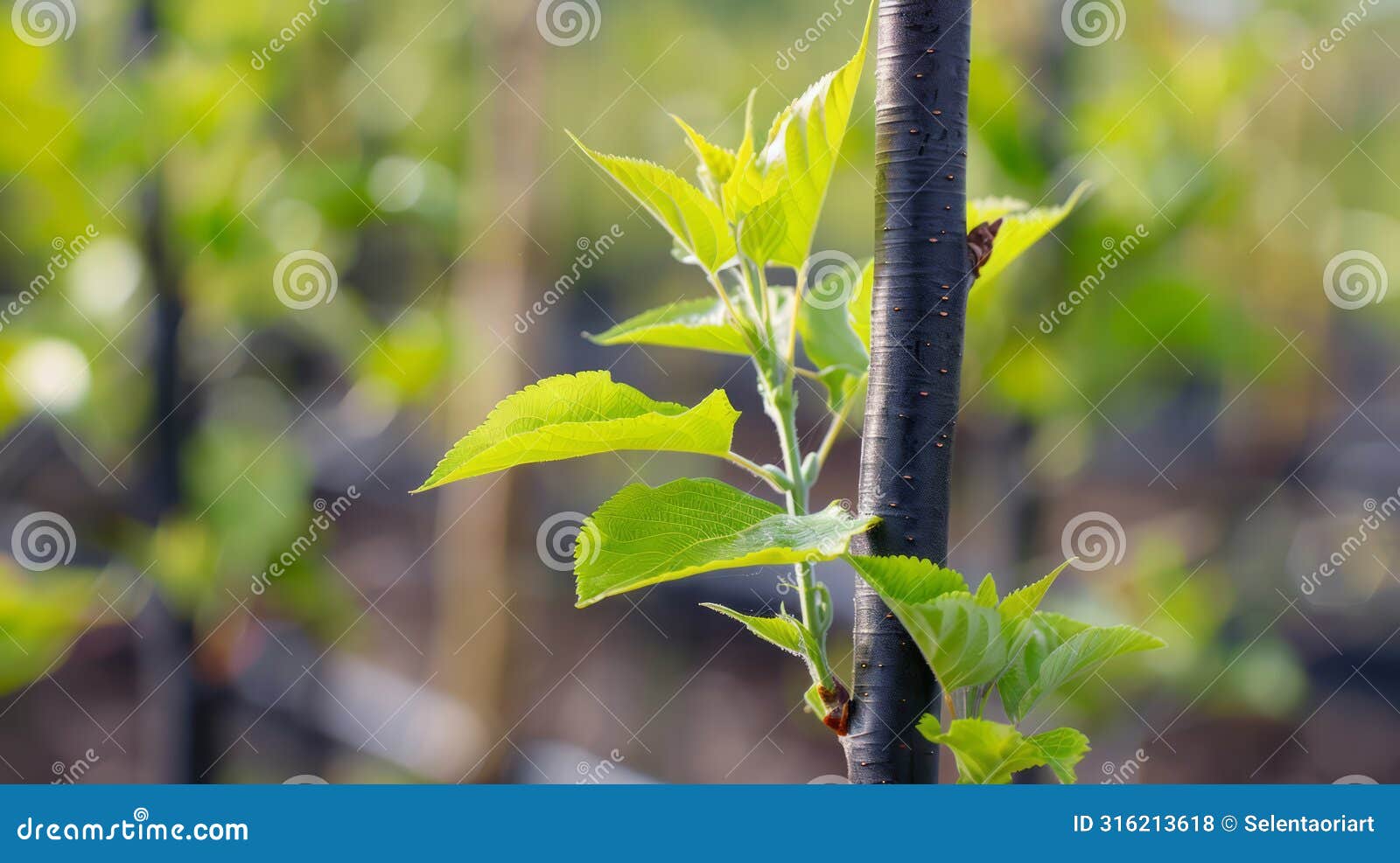 Mastering The Art Of Fruit Tree Propagation A CloseUp On A Grafted ...