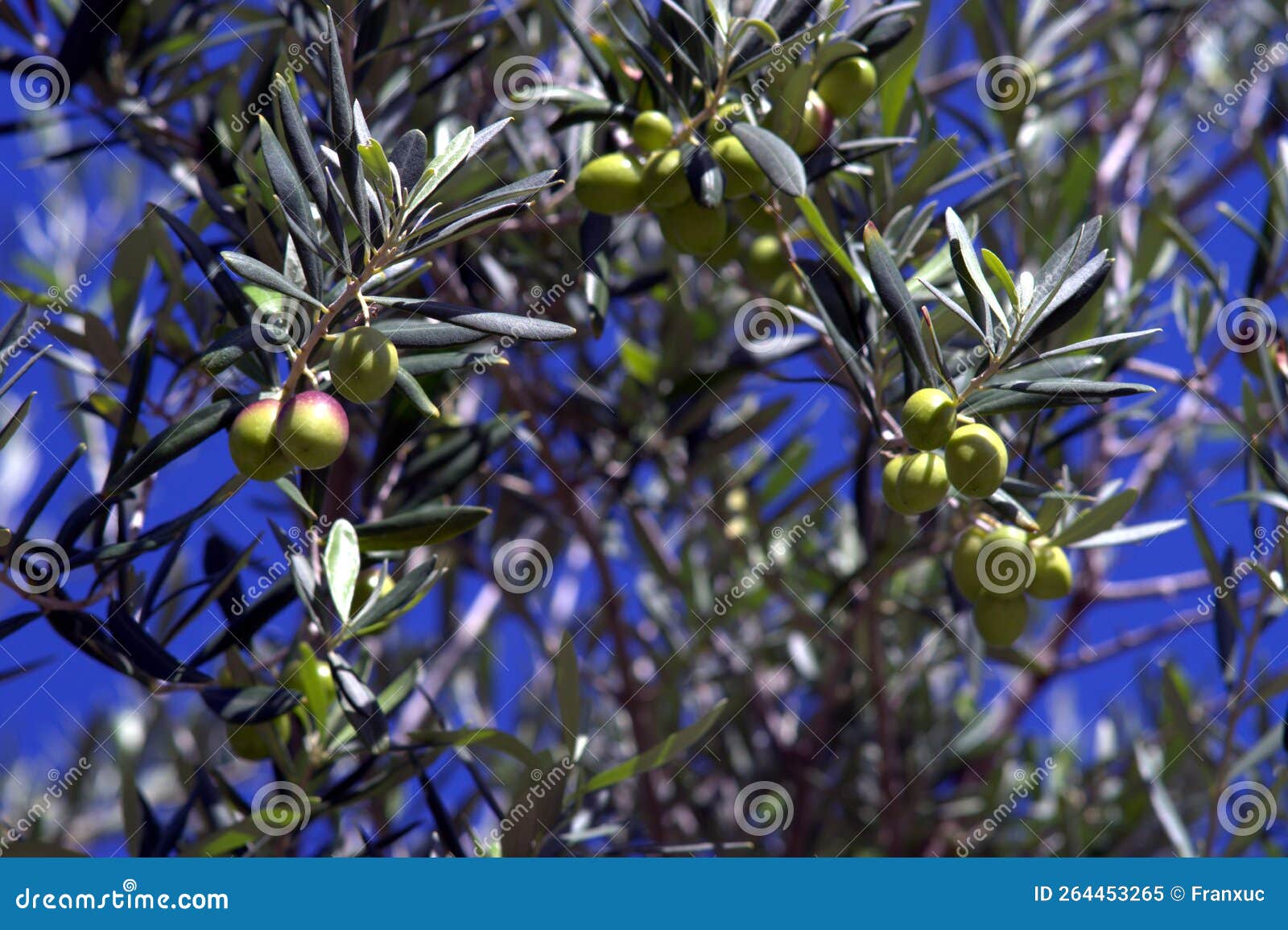 Fruit Tree with Green Olives on the Branches Stock Image - Image of ...