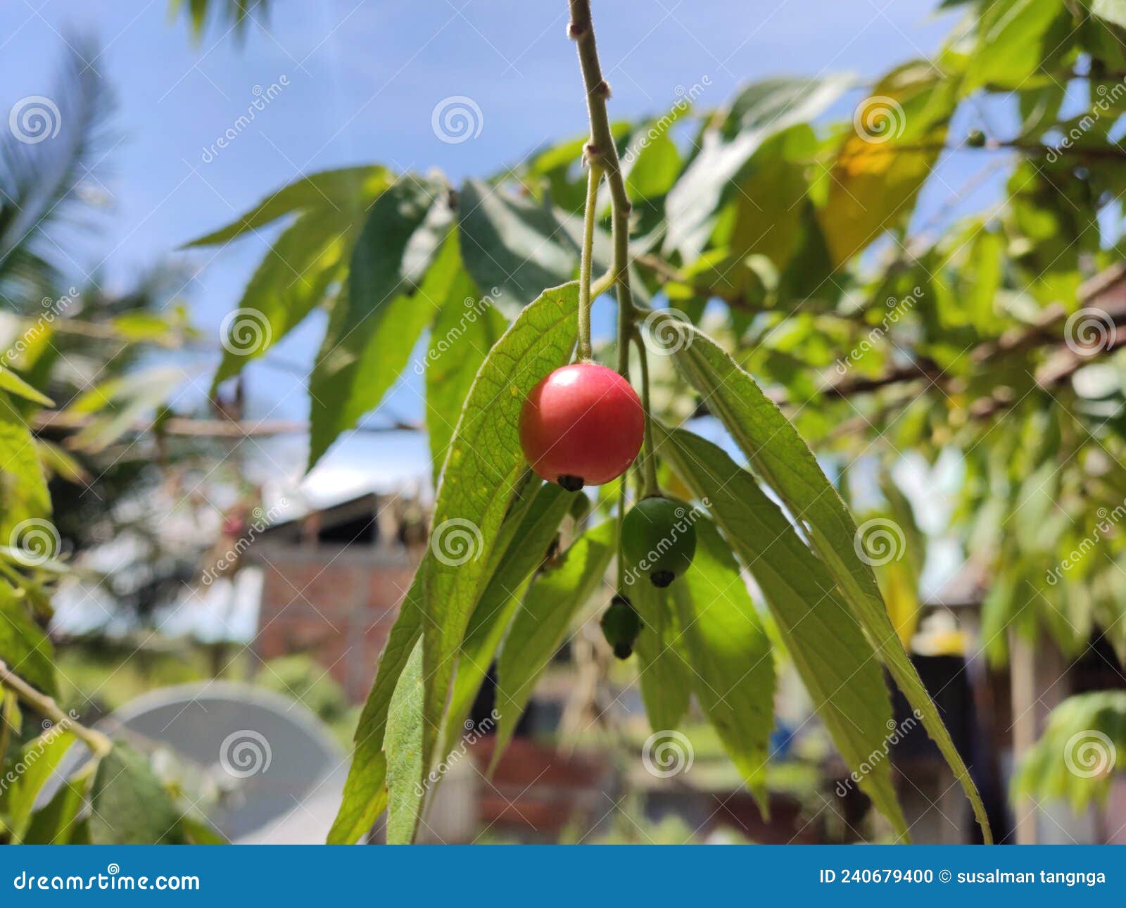 Fruit tree green redberry stock photo. Image of tree - 240679400