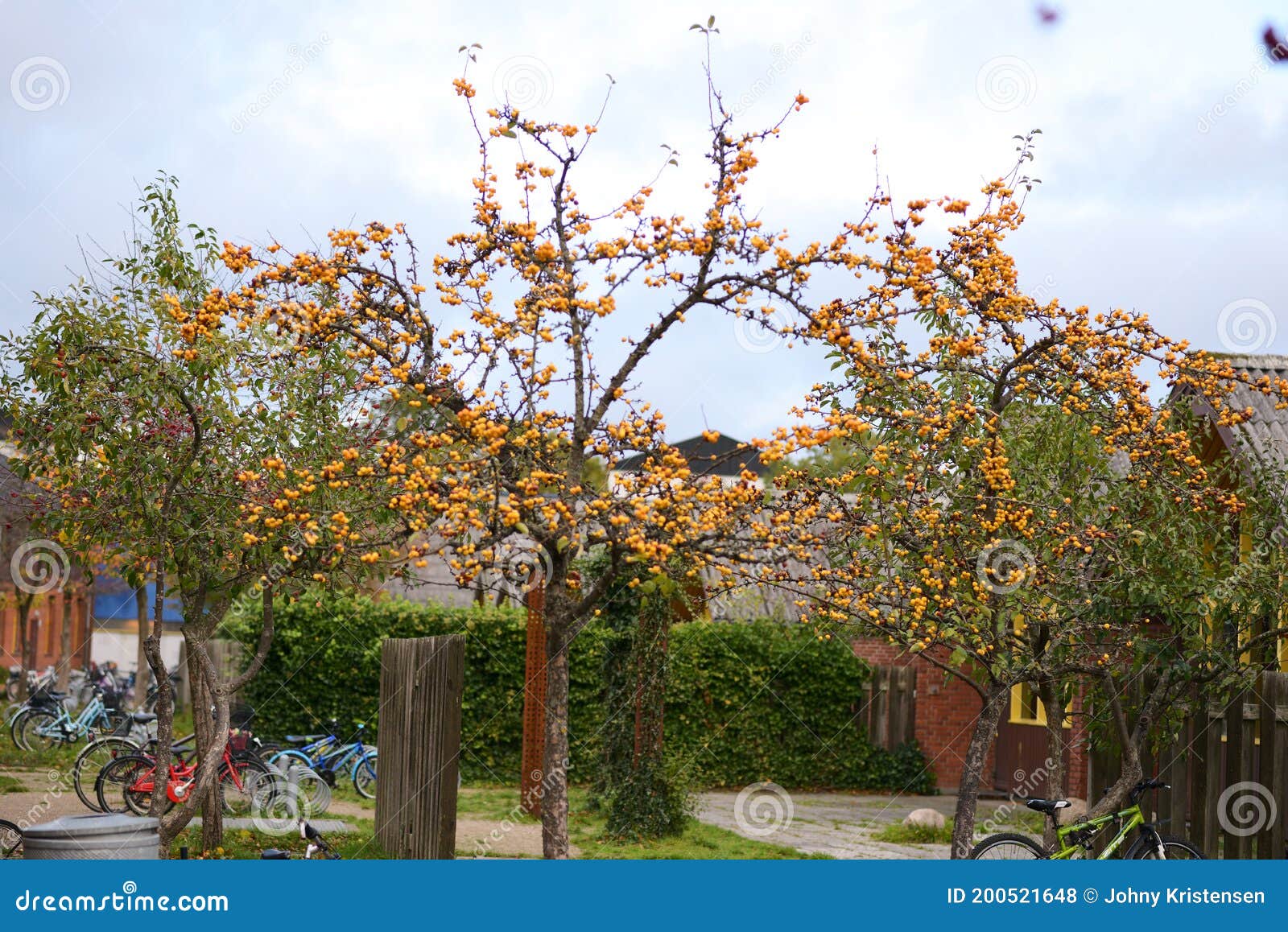 A Fruit Tree Growing in a Backyard Editorial Stock Photo - Image of ...